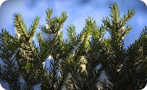 Evergreen Symbolic Meanings and Reminders - The Blog for Whats-Your ...
